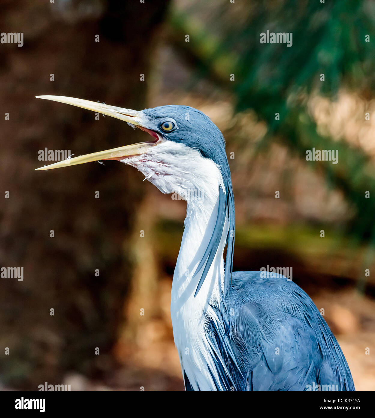 Birds preen hi-res stock photography and images - Alamy