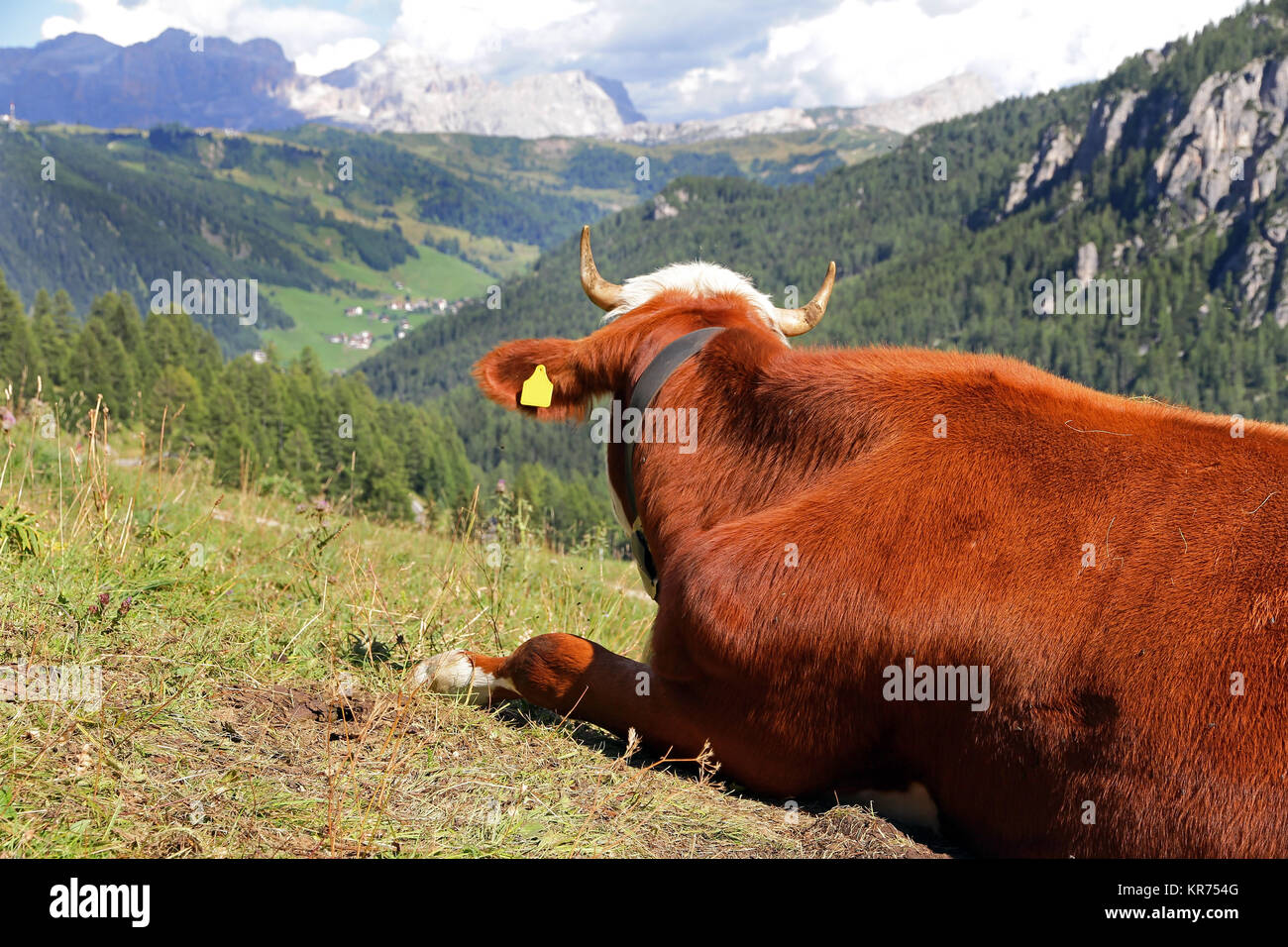 a simmental beef enjoys the view in the mountains. simmental cattle in ...