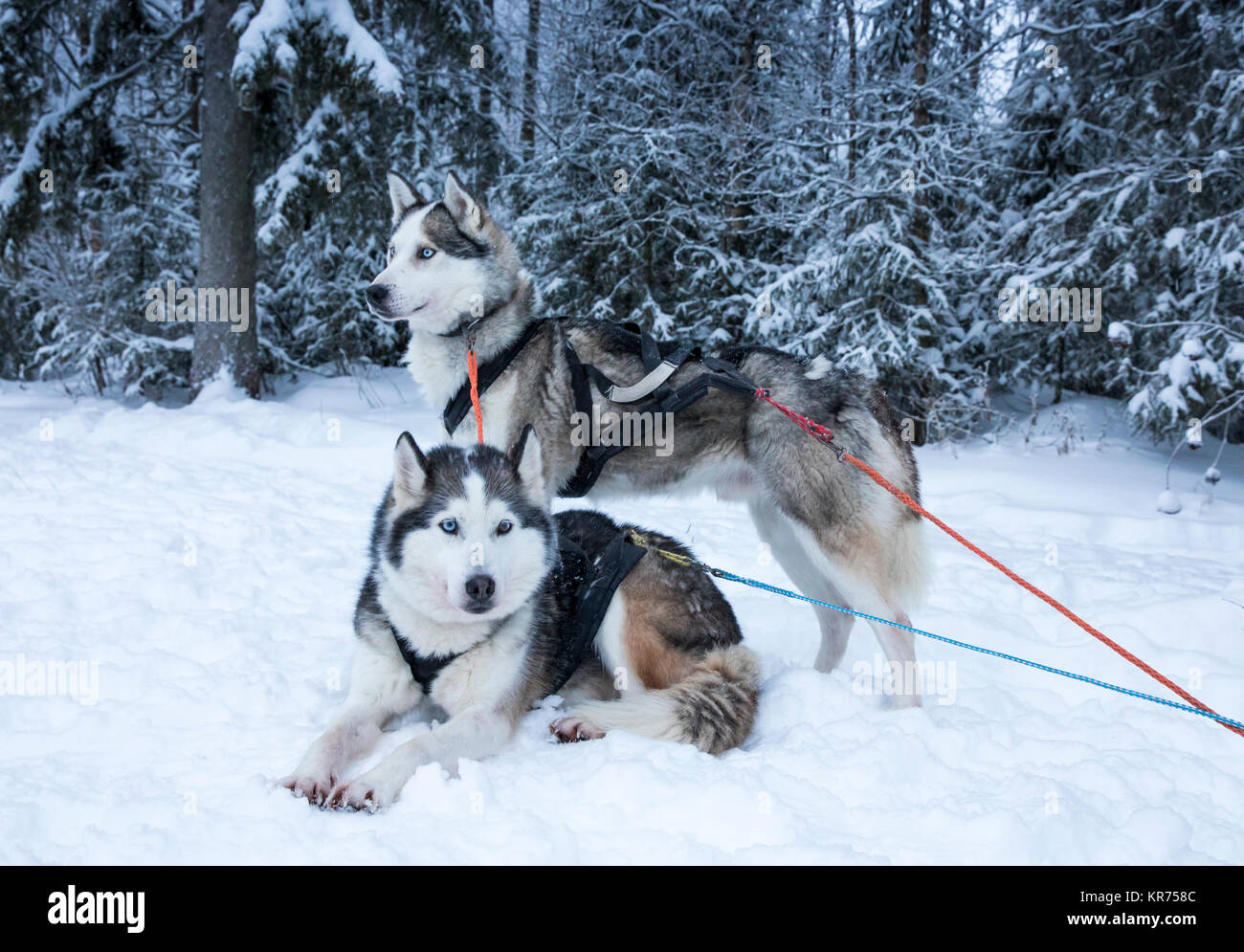 Husky dogs ready to pull a sledge in Arctic Finland Stock Photo - Alamy