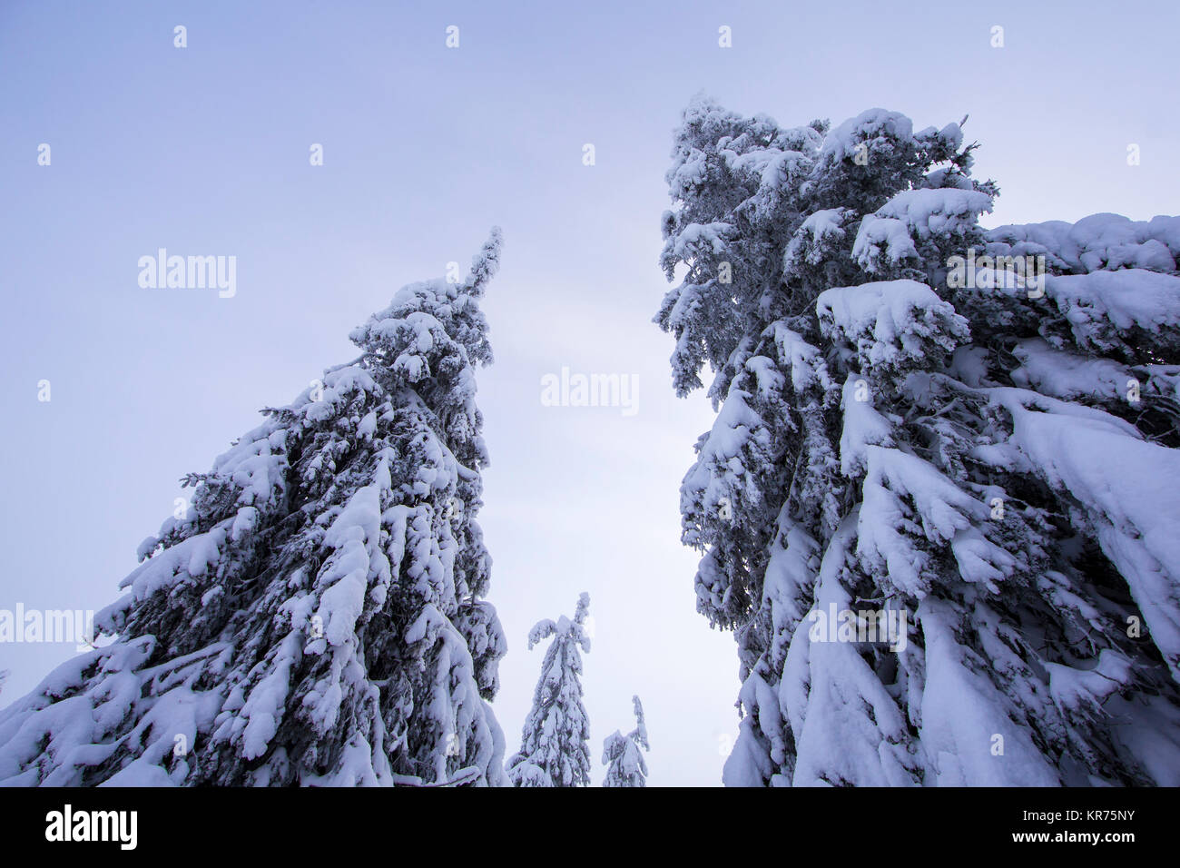 Frozen trees at a Riisitunturi National Park, in Finnish Lapland Stock ...