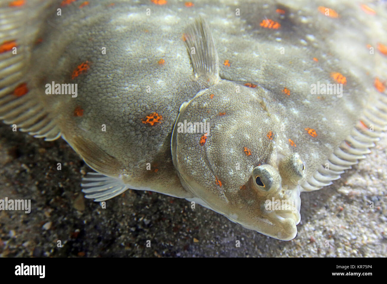 Fish camouflage hi-res stock photography and images - Alamy
