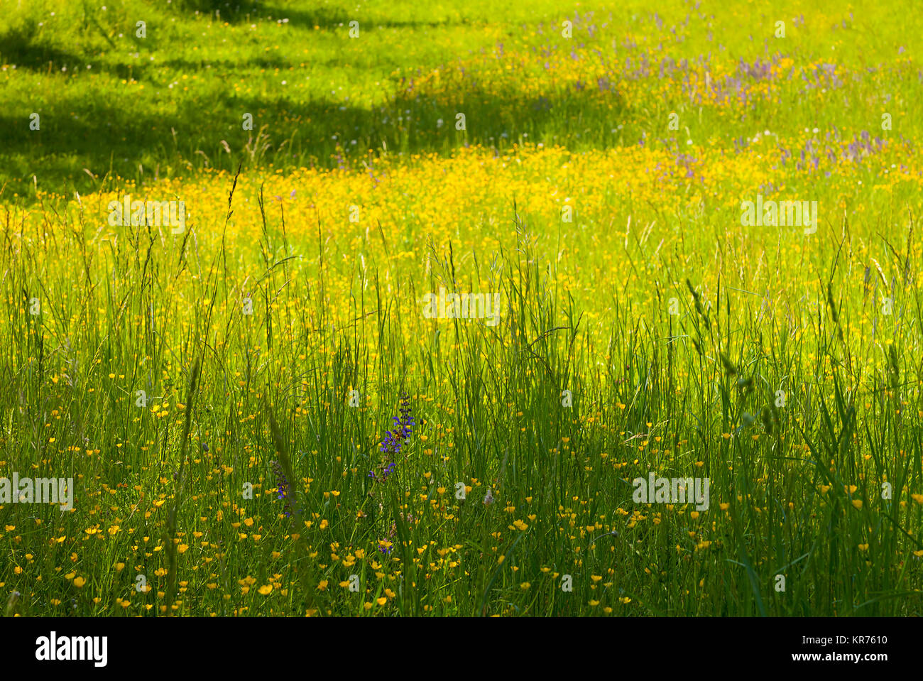 Salvia, Wild Salvia, Blue Sage, Salvia Patens, Mass of purple flowers ...