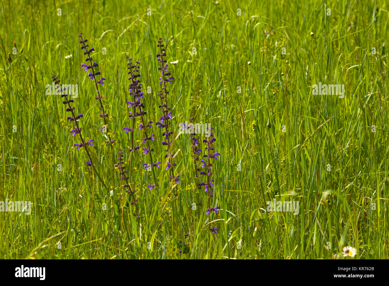 Salvia, Wild Salvia, Blue Sage, Salvia Patens, Mass of purple flowers ...