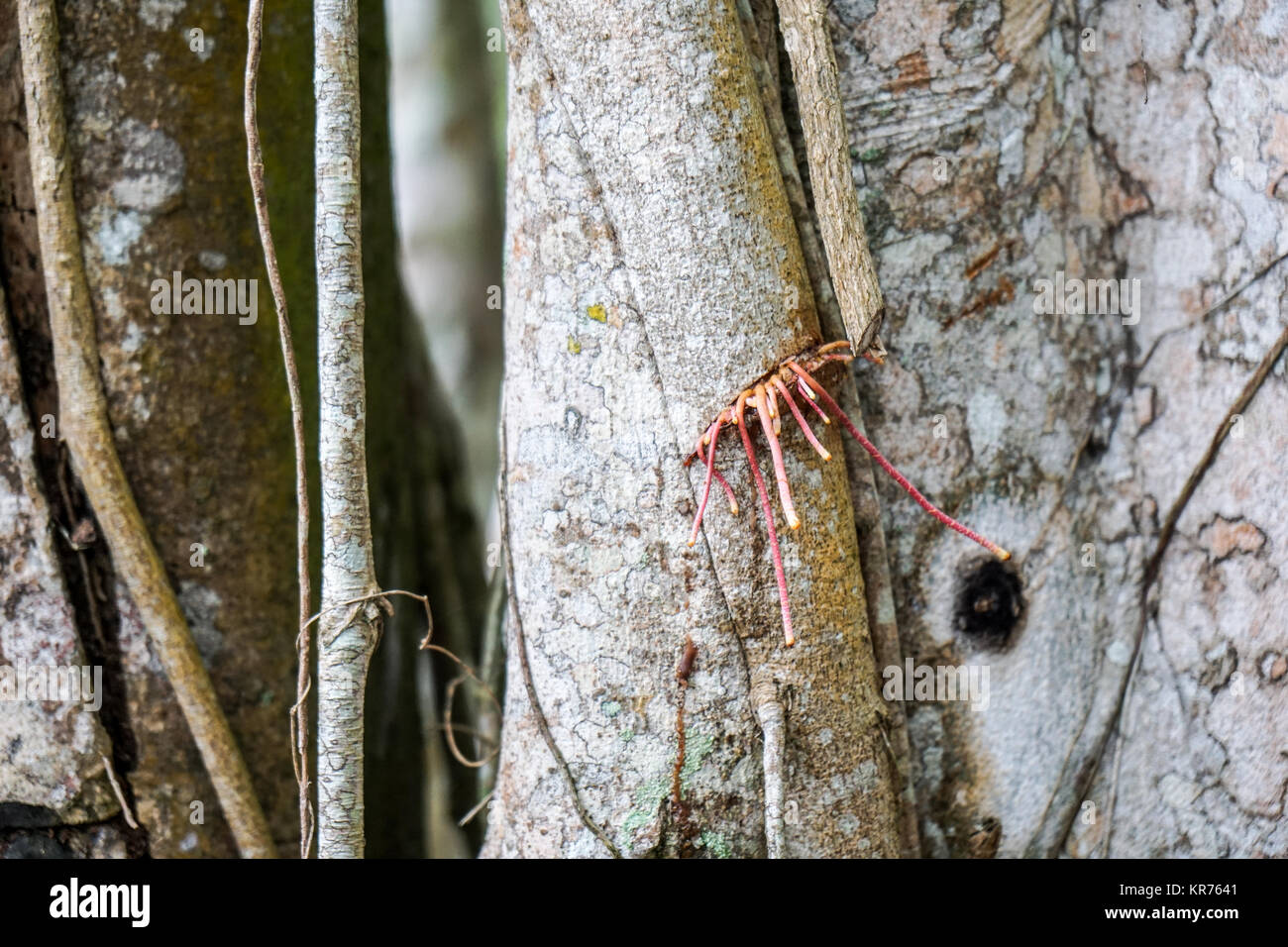 Banyan tree growing in the tropical Cuba Stock Photo - Alamy