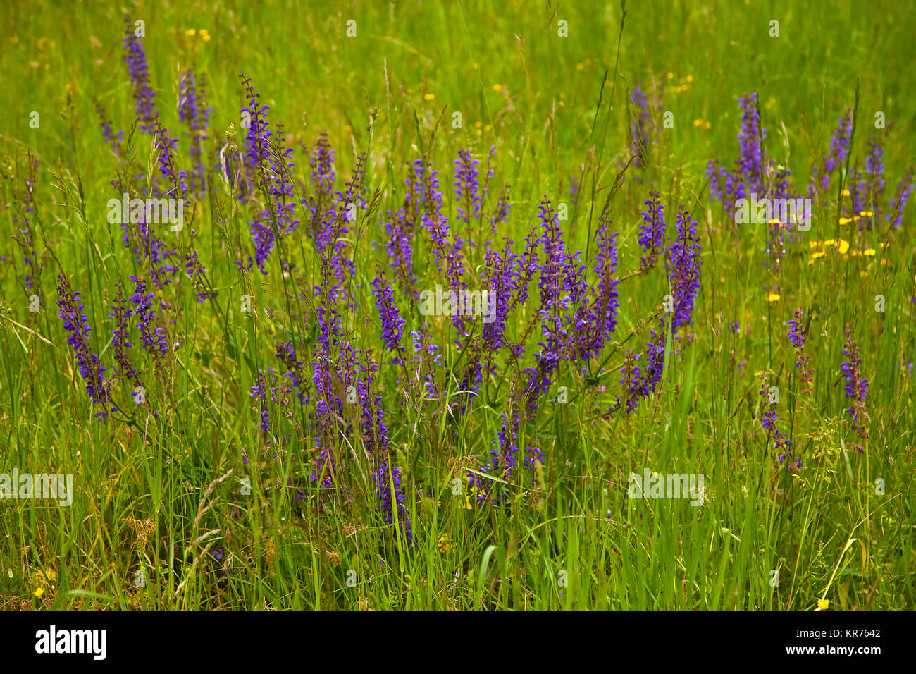 Salvia, Wild Salvia, Blue Sage, Salvia Patens, Mass of purple flowers ...