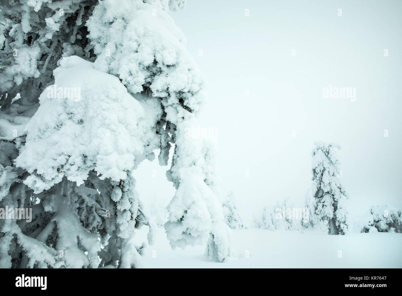 Frozen trees at a Riisitunturi National Park, in Finnish Lapland Stock ...