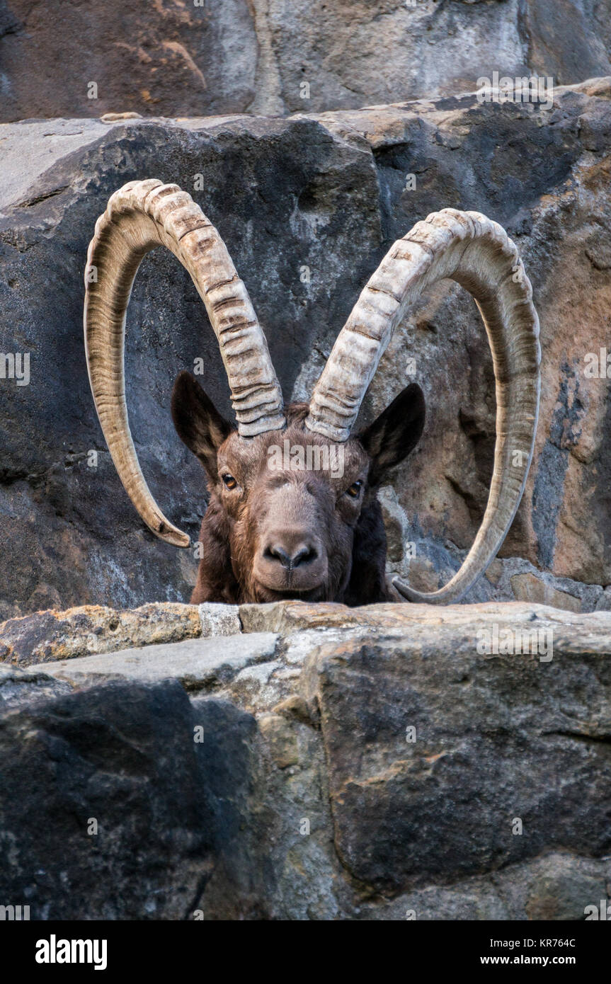 Great old Siberian ibex with big horns Stock Photo - Alamy