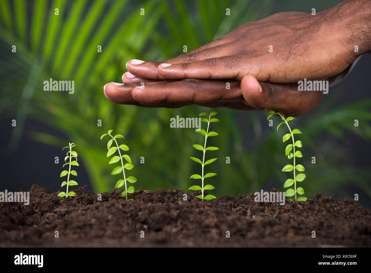 Person's Hand Protecting Plant Stock Photo - Alamy