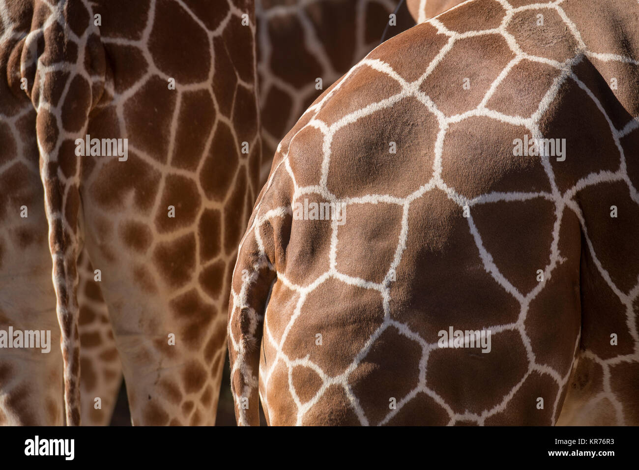 African giraffe, back detail of coat patterns Stock Photo - Alamy