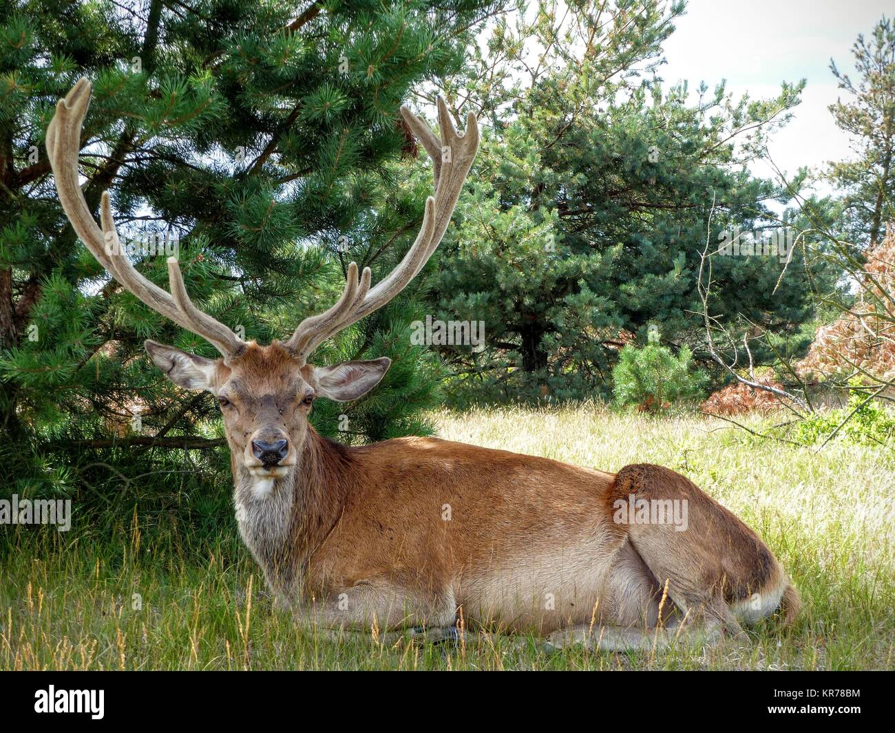 Front view of red deer stag with large antlers Stock Photo - Alamy