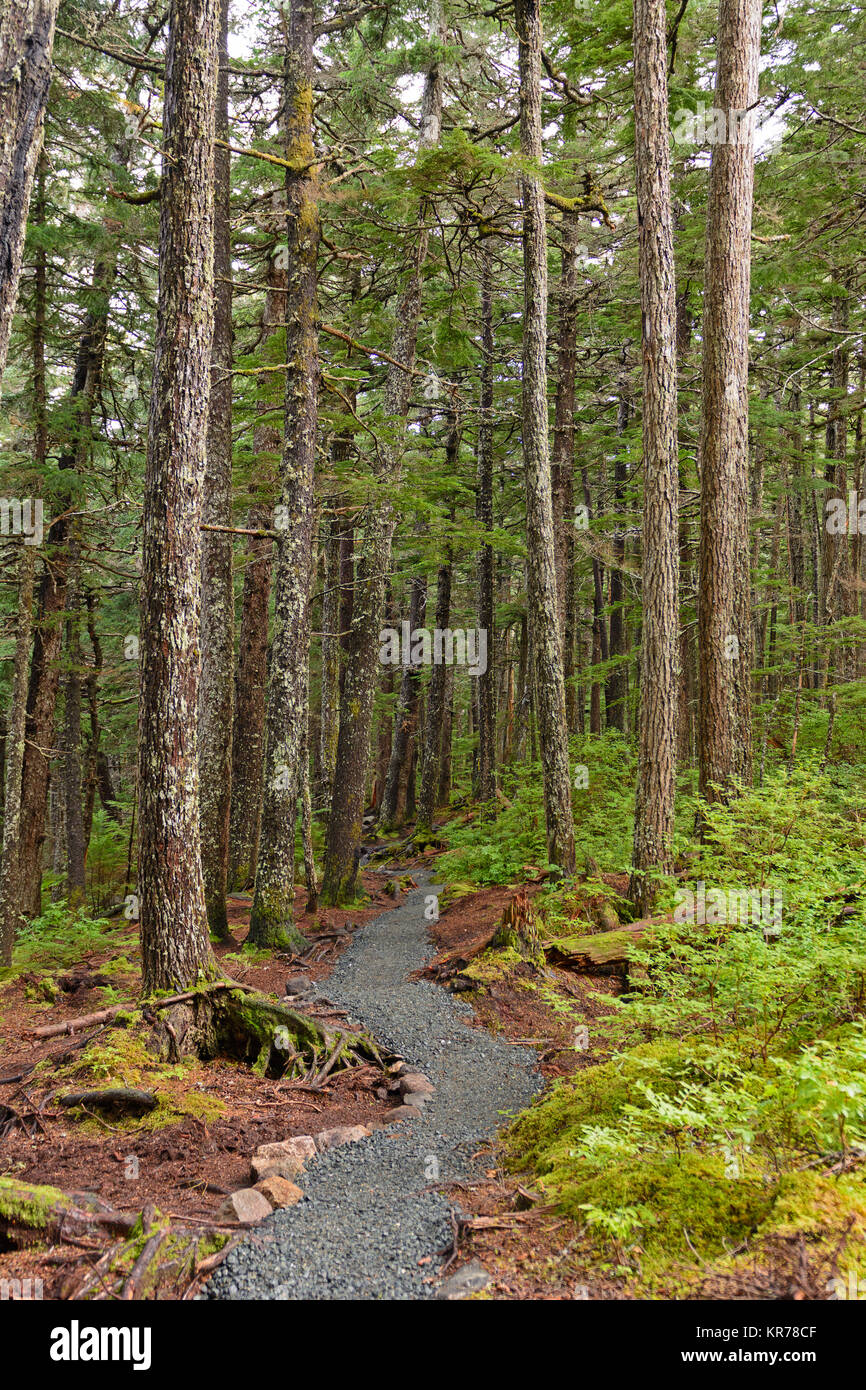Path into a Coastal Rain Forest Stock Photo - Alamy