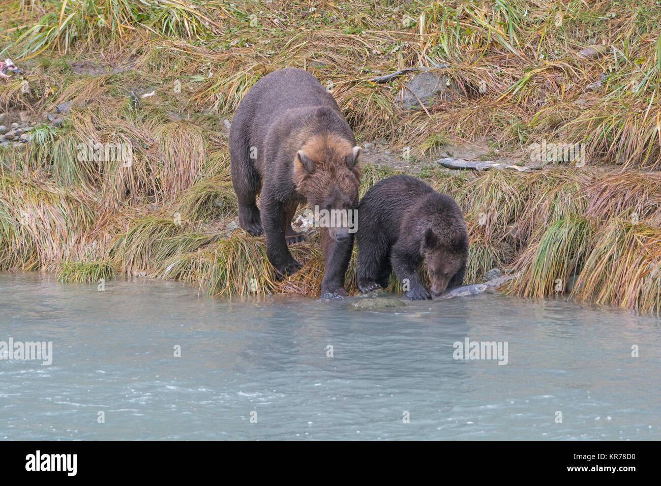 Mother Teaching her Cub to Fish Stock Photo - Alamy