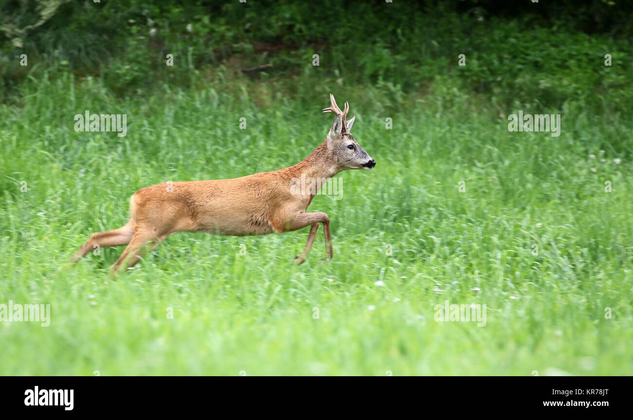 Roebuck does ricke hi-res stock photography and images - Alamy