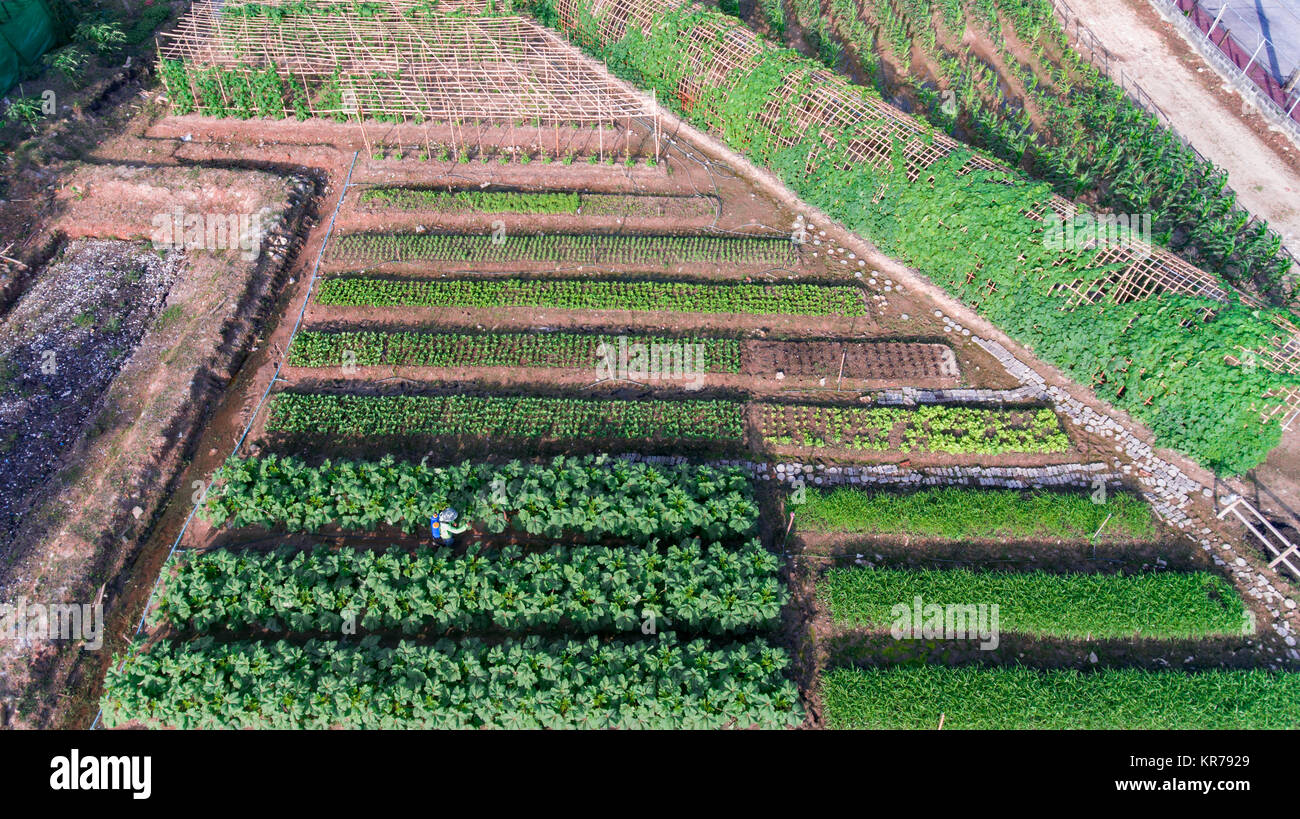 Aerial view of vegetable garden hi-res stock photography and images - Alamy