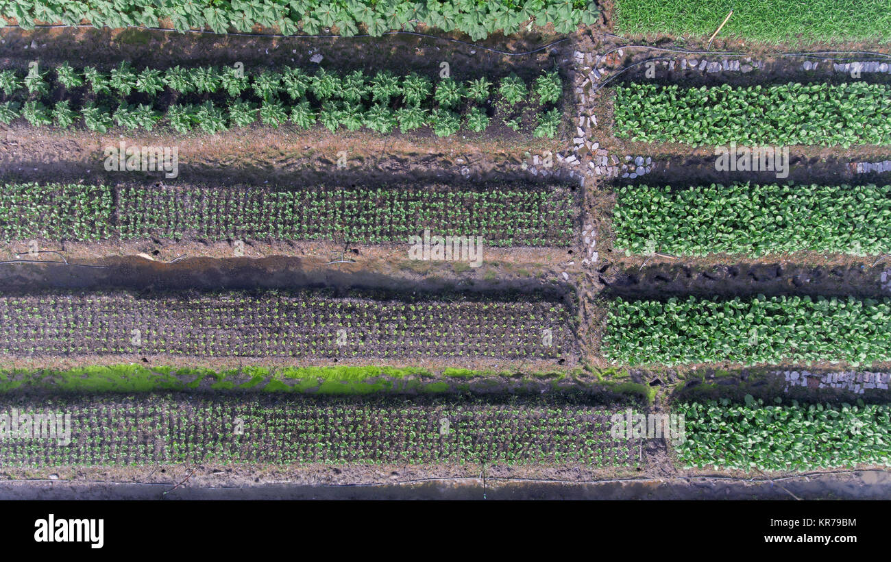 Aerial view of vegetable garden hi-res stock photography and images - Alamy