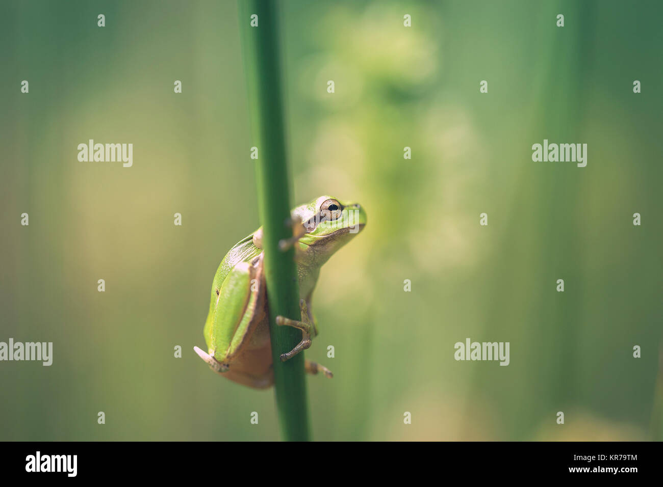 tree frog - side view Stock Photo - Alamy