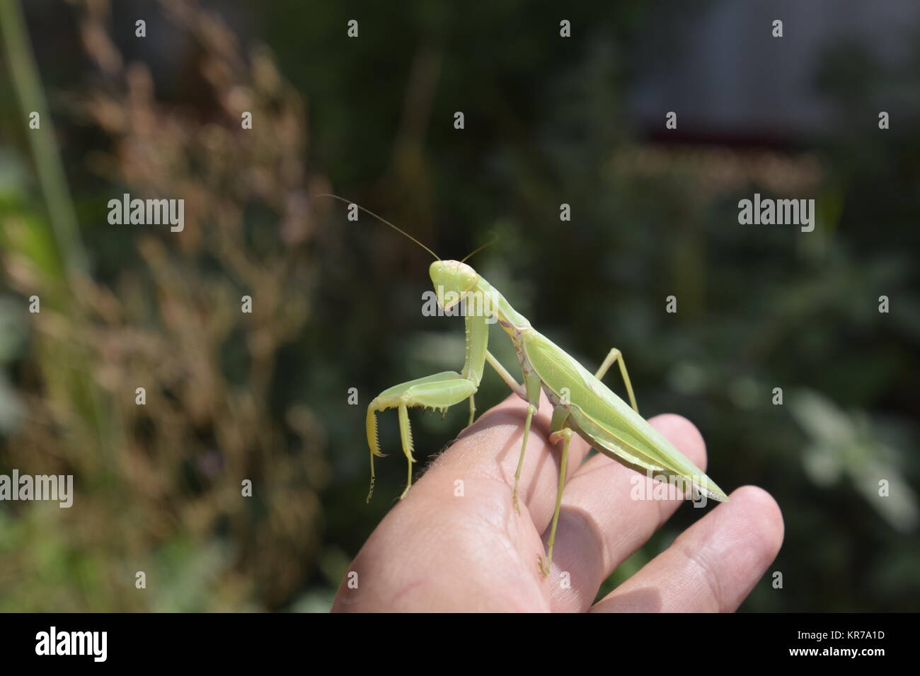 Praying mantis on man's hand Stock Photo - Alamy