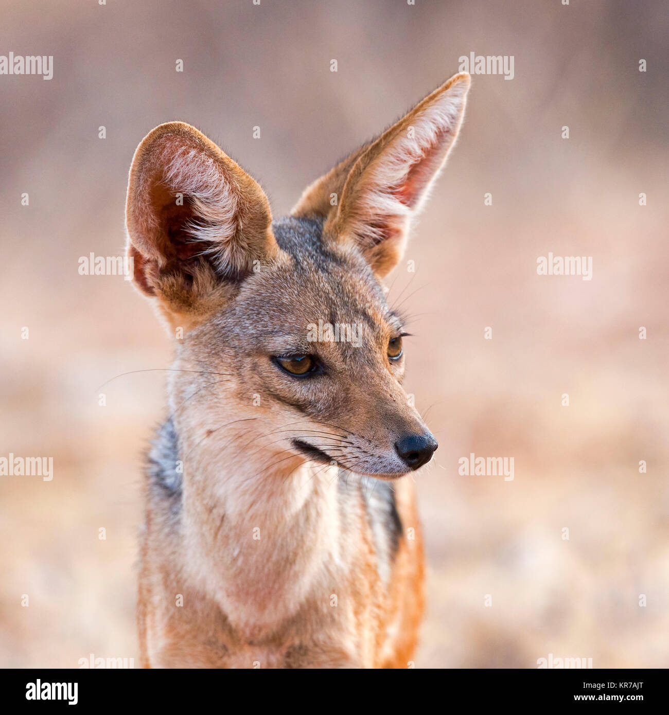 kenya jackal 31305 Stock Photo - Alamy