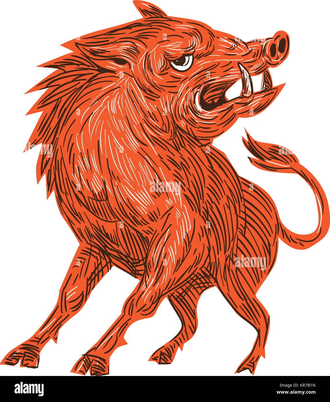 Angry razorback wild pig hog hi-res stock photography and images - Alamy