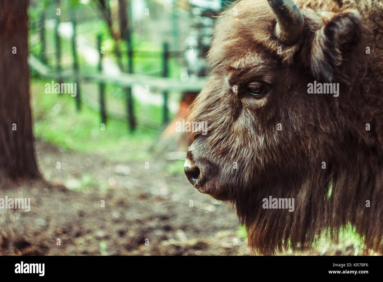 bison reserve in a profile closeup of the woods Stock Photo - Alamy