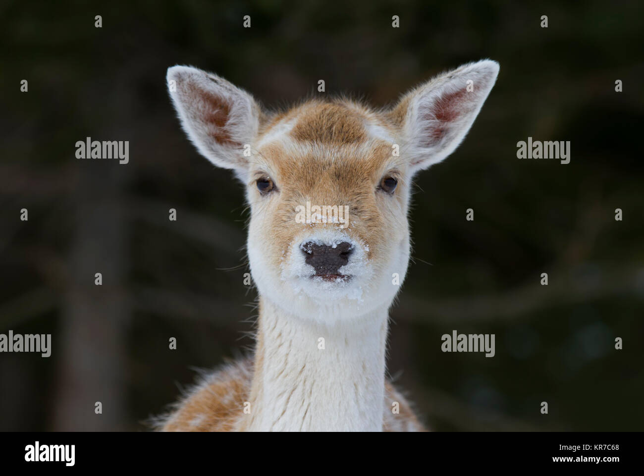 Fallow deer poses in a winter field in Canada Stock Photo - Alamy