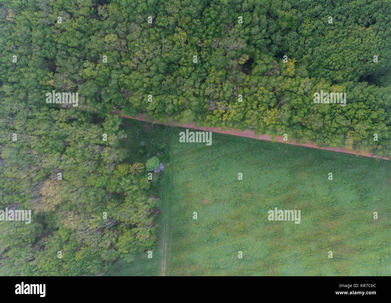 Para rubber tree hi-res stock photography and images - Alamy