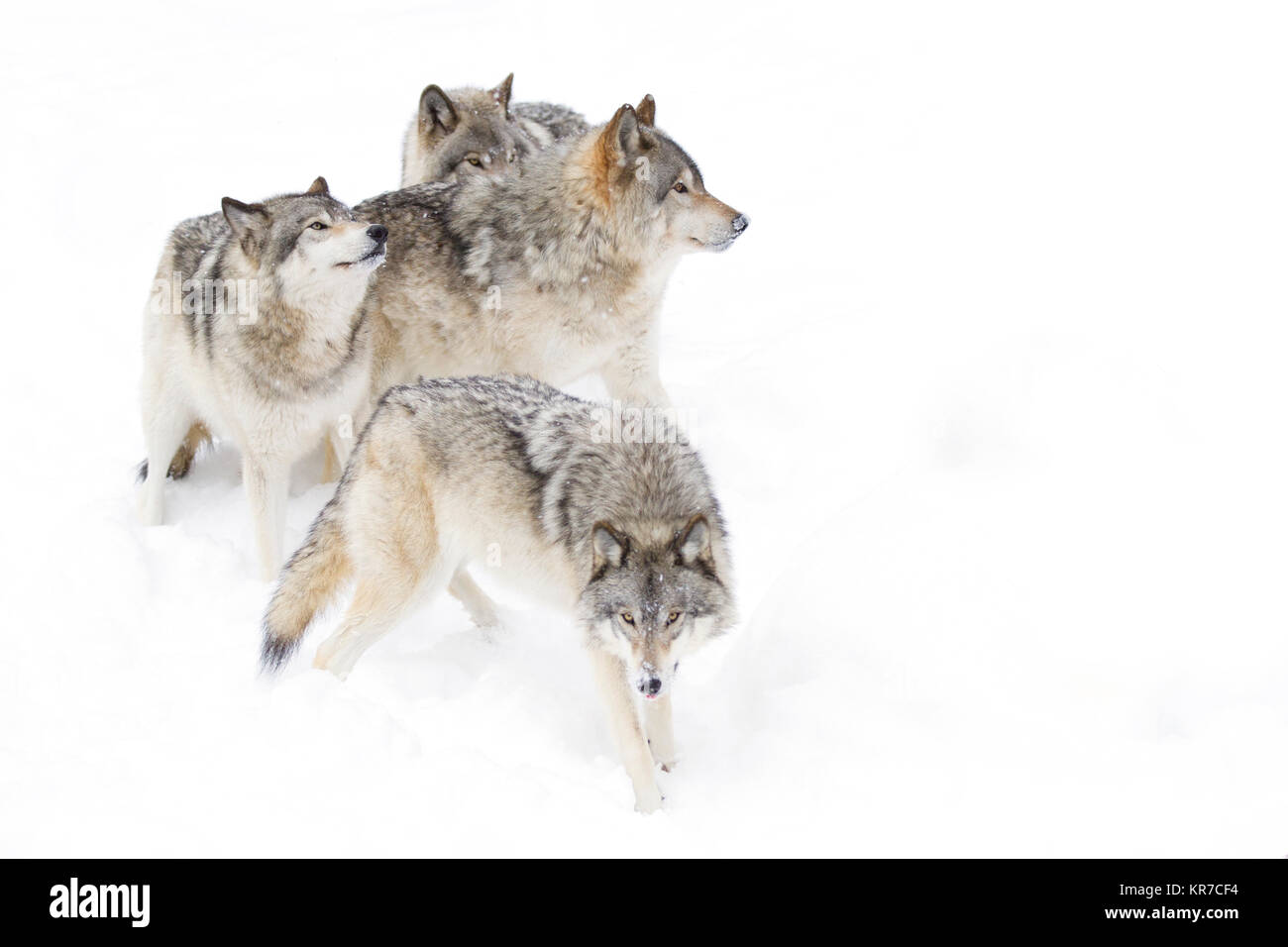 Timber wolves or Grey wolf (Canis lupus) playing in the winter snow in ...