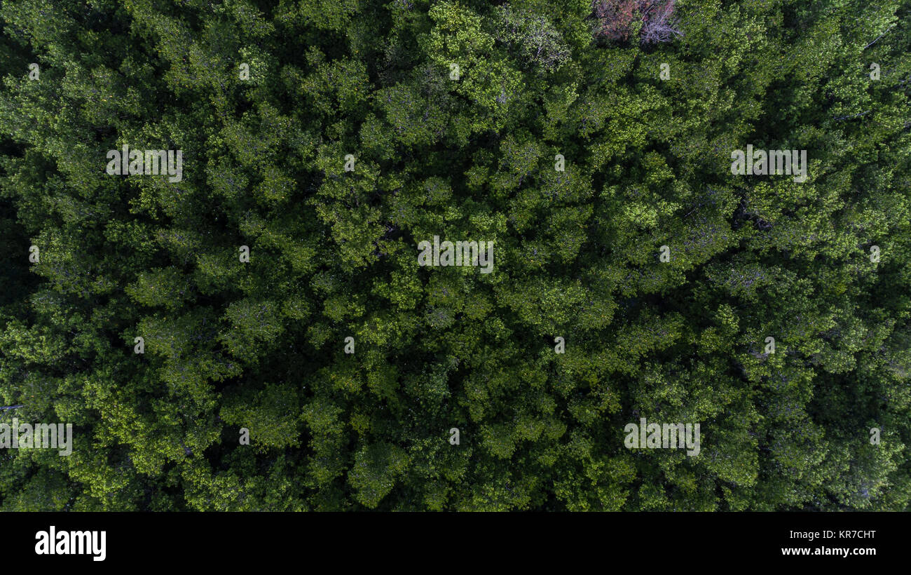 Aerial Para rubber Stock Photo - Alamy