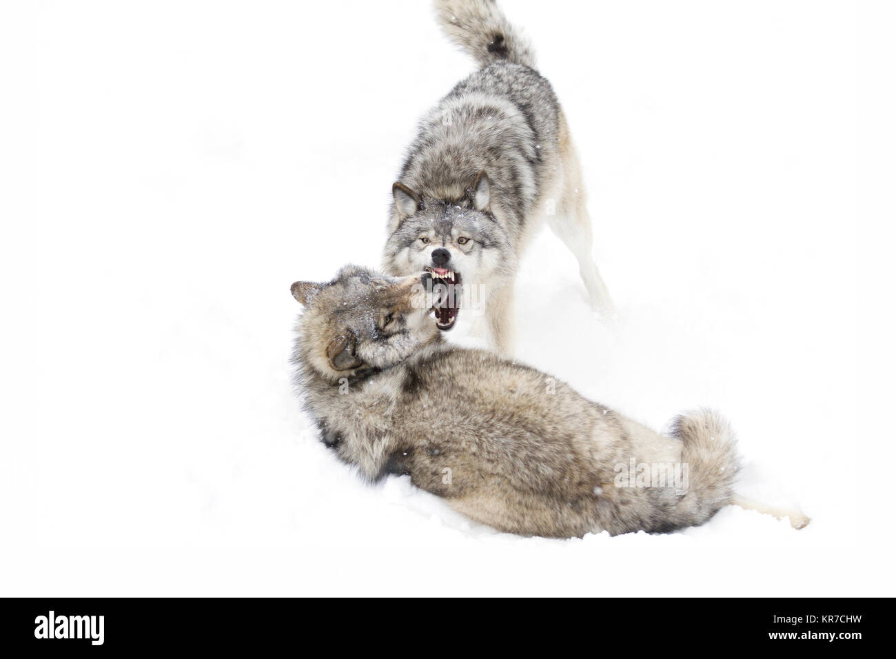 Timber wolves or Grey wolf (Canis lupus) playing in the winter snow in ...