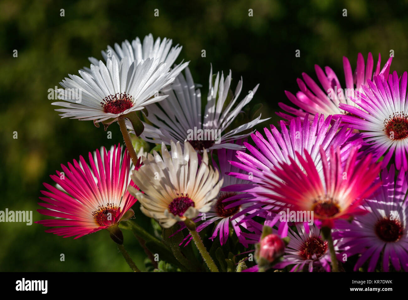 Dorotheanthus Bellidiformis Stock Photos & Dorotheanthus Bellidiformis ...