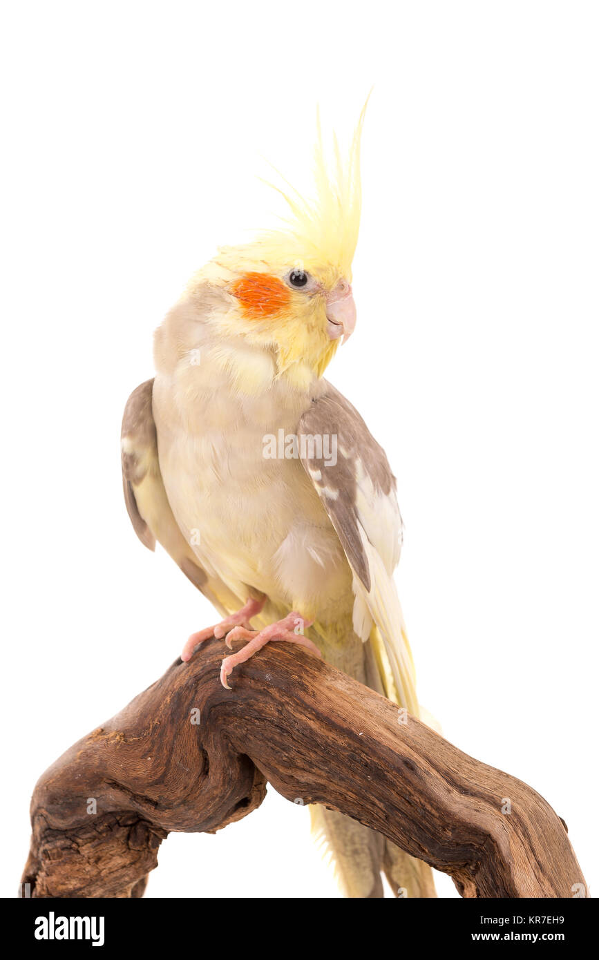 Yellow cockatiel head hi-res stock photography and images - Alamy