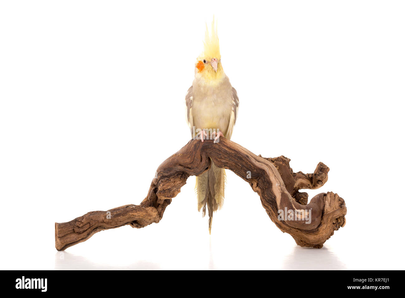 Cockatiel White Cut Out Stock Images And Pictures Alamy