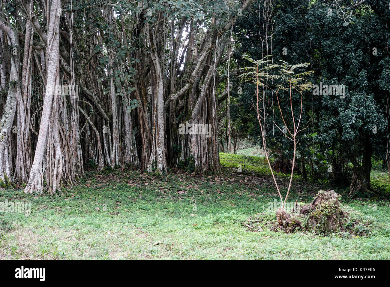 Banyan tree growing in Cuba Stock Photo - Alamy