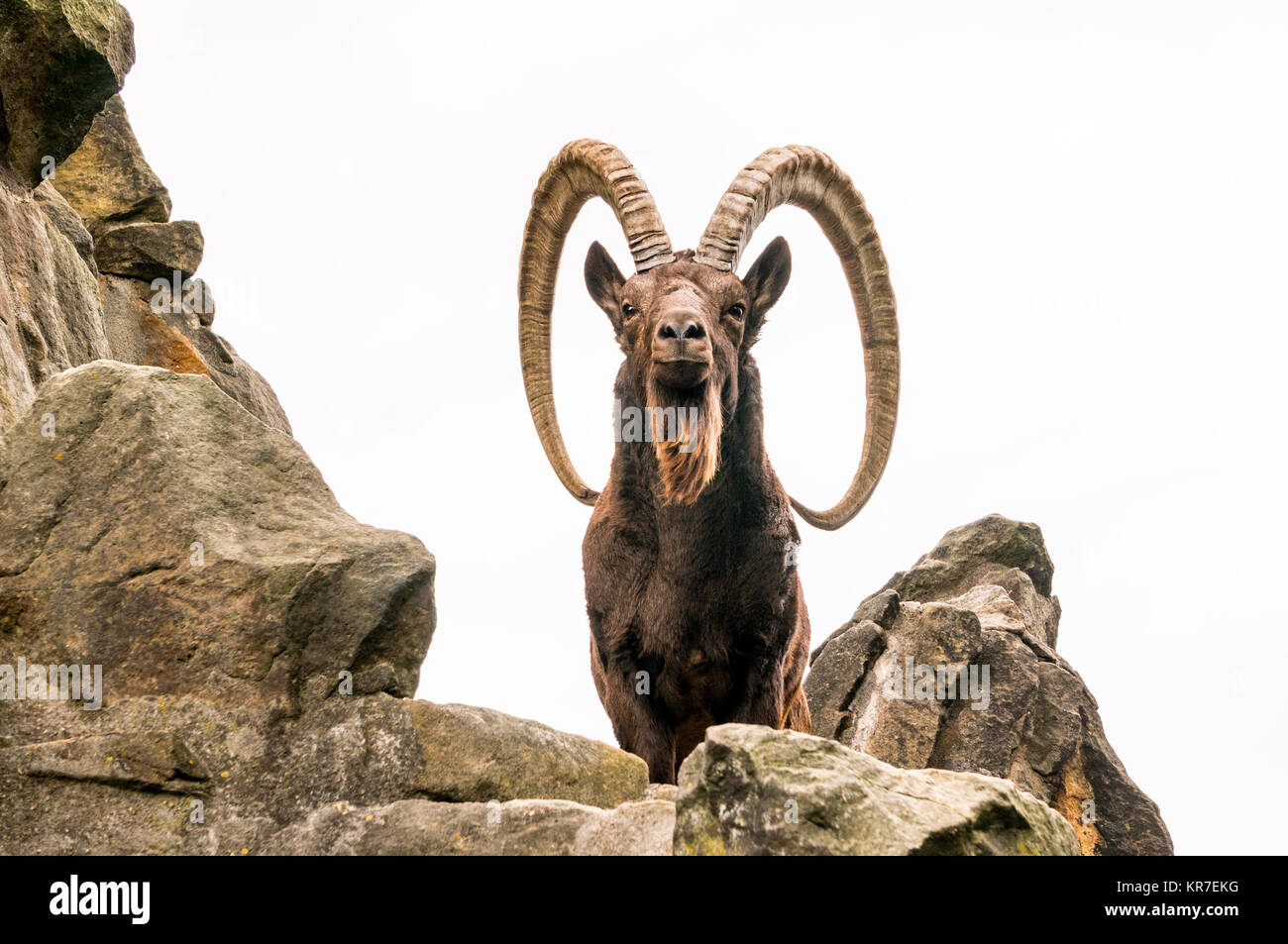One great Siberian ibex Stock Photo - Alamy