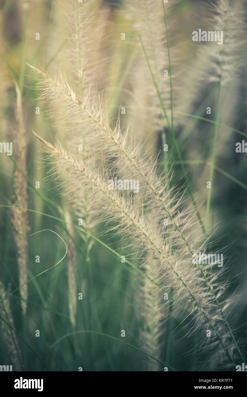 Field of grass during sunset Stock Photo - Alamy