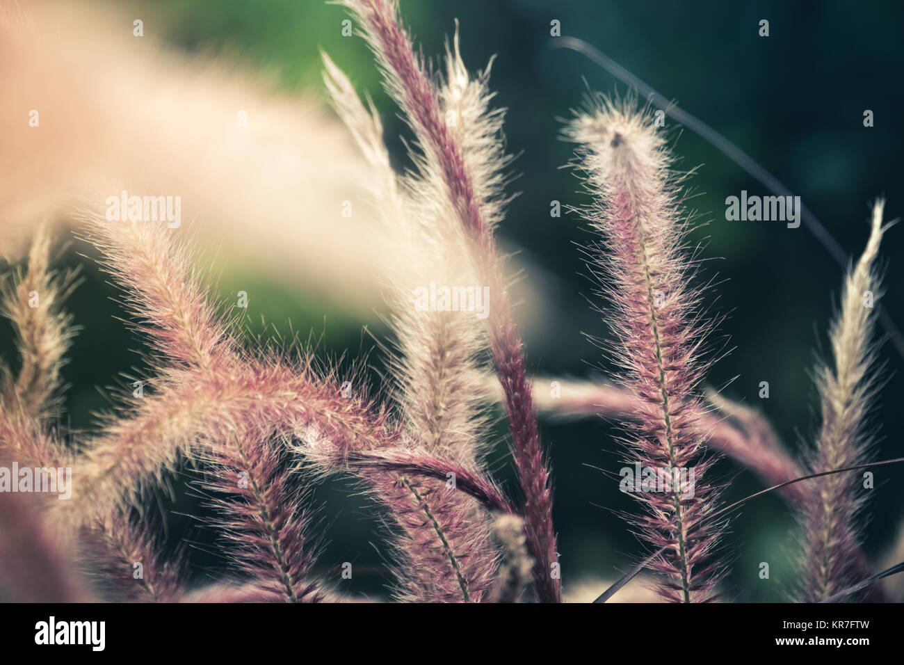 Field of grass during sunset Stock Photo - Alamy