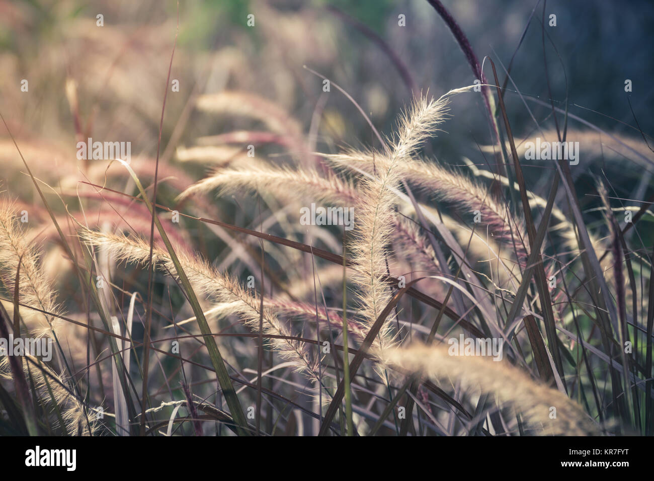 Field of grass during sunset Stock Photo - Alamy