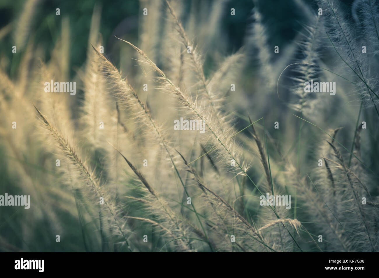 Field of grass during sunset Stock Photo - Alamy