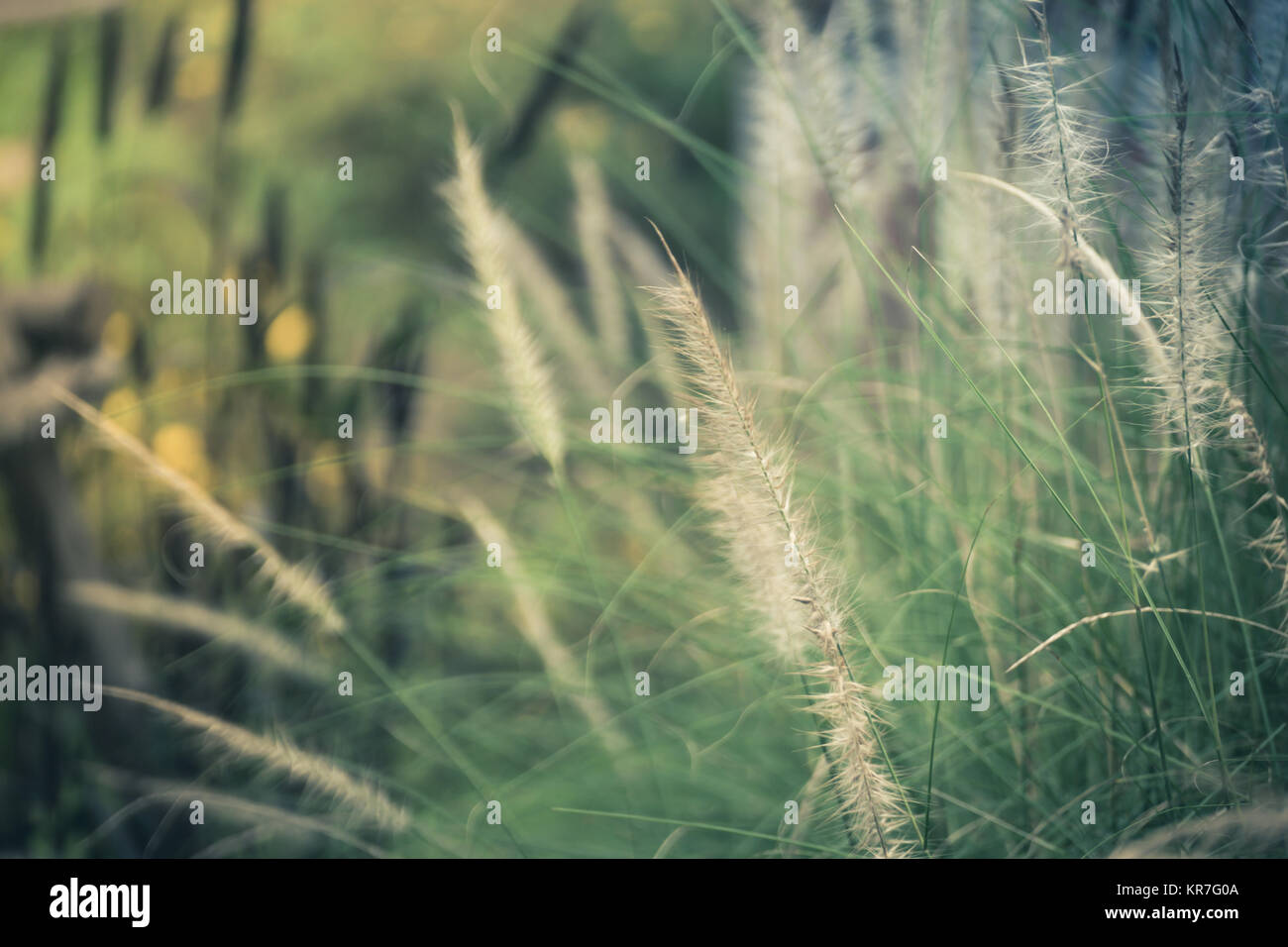 Field of grass during sunset Stock Photo - Alamy