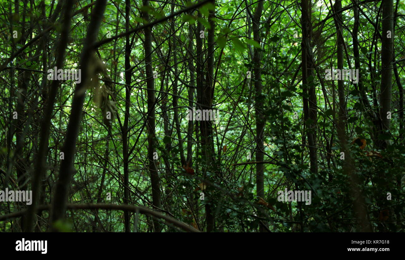 Dense thicket of trees, intriguing depth of field, rich, deep green ...