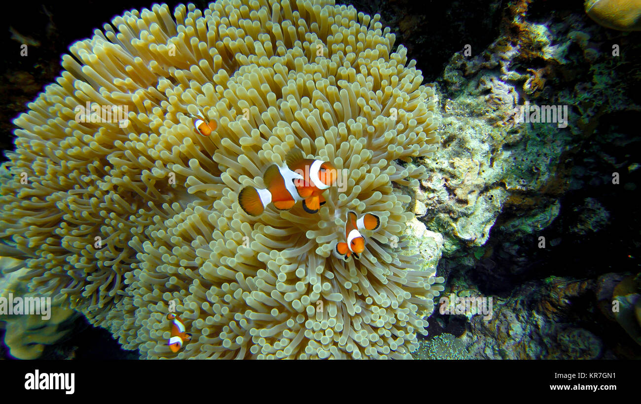 Nemo (Anemonefish) family in front of their anemone home. Andaman Sea ...