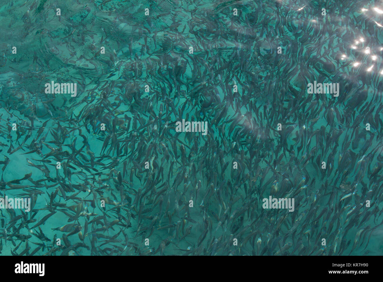 Group of small fish in blue sea Stock Photo - Alamy