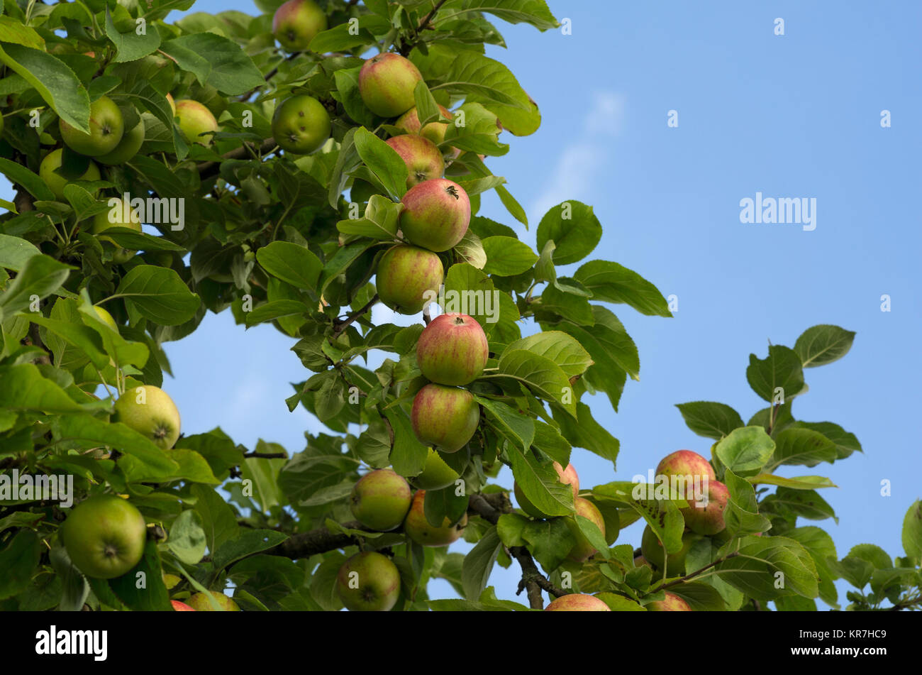 Pome tree hi-res stock photography and images - Alamy