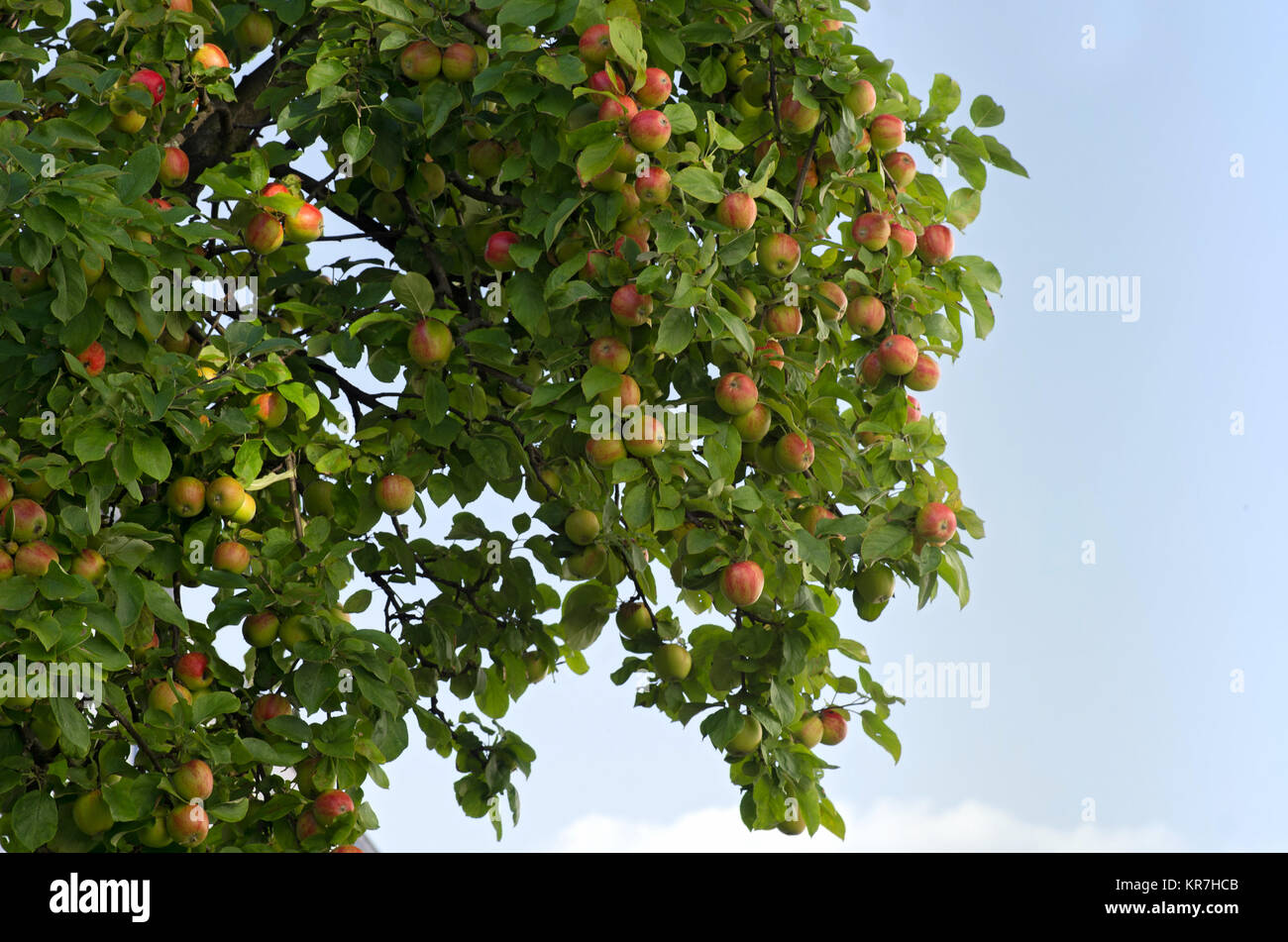 Pome tree hi-res stock photography and images - Alamy