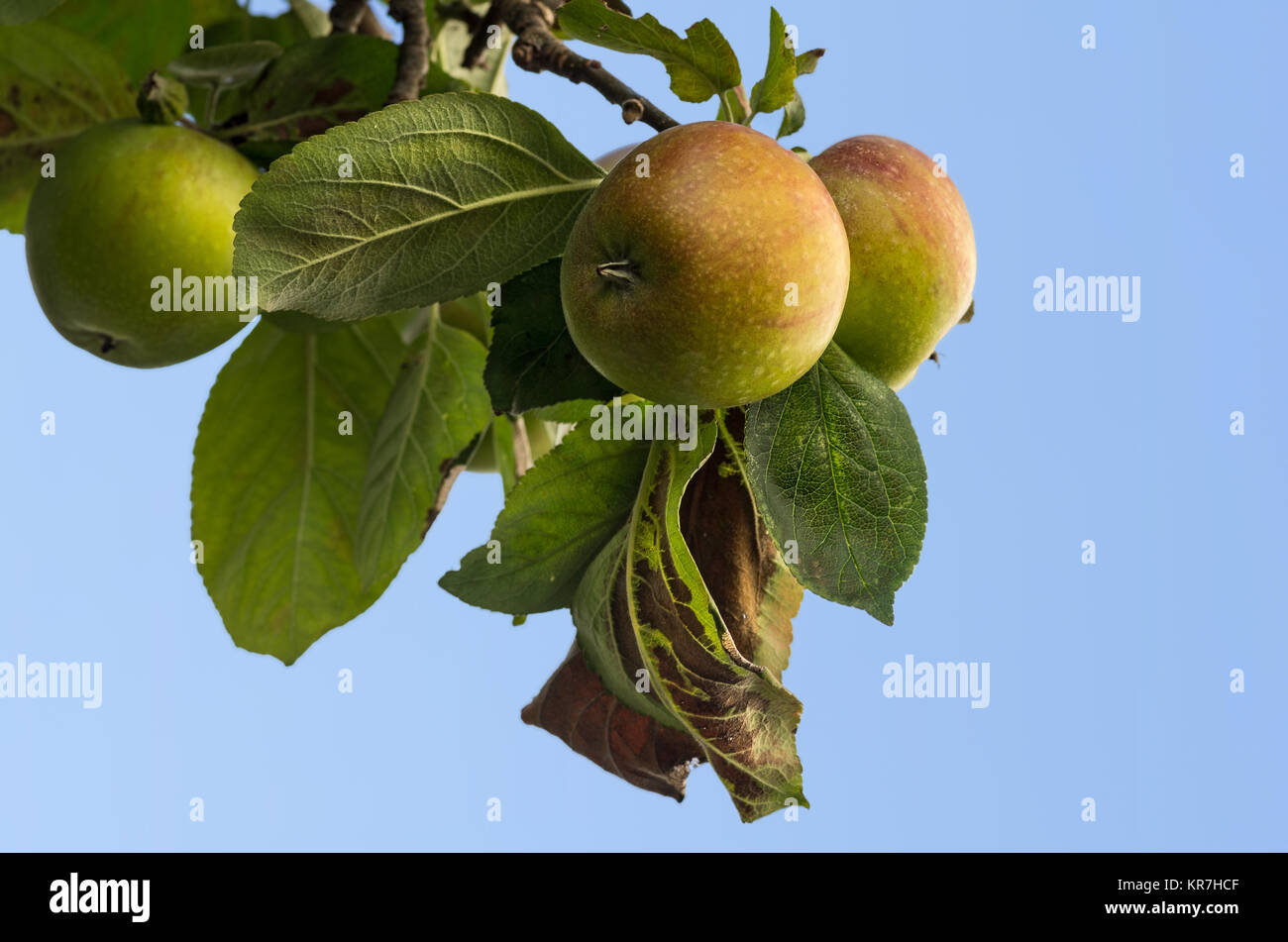 Pome tree hi-res stock photography and images - Alamy