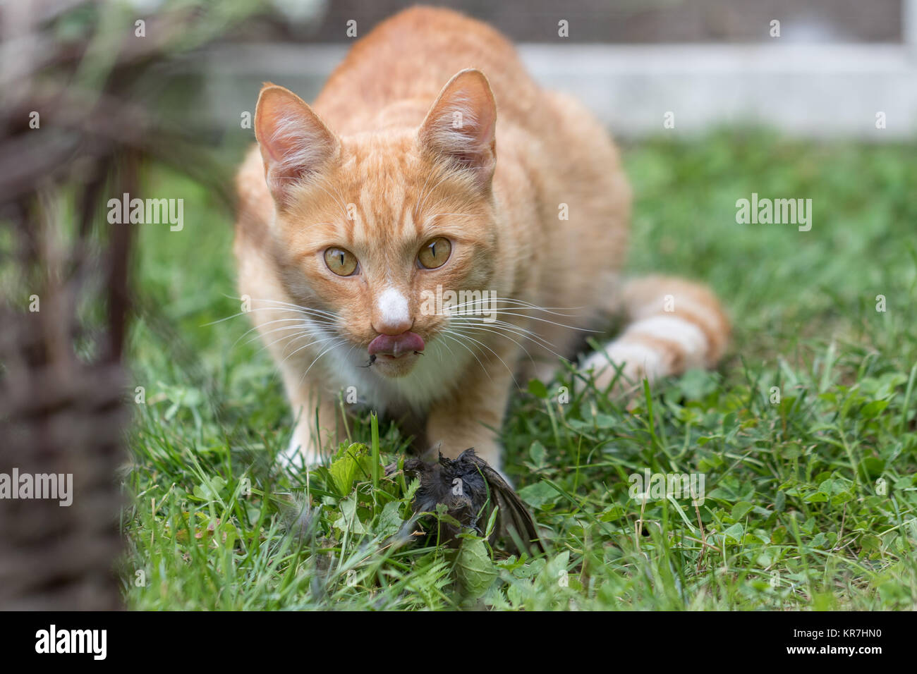 cat eats bird Stock Photo - Alamy