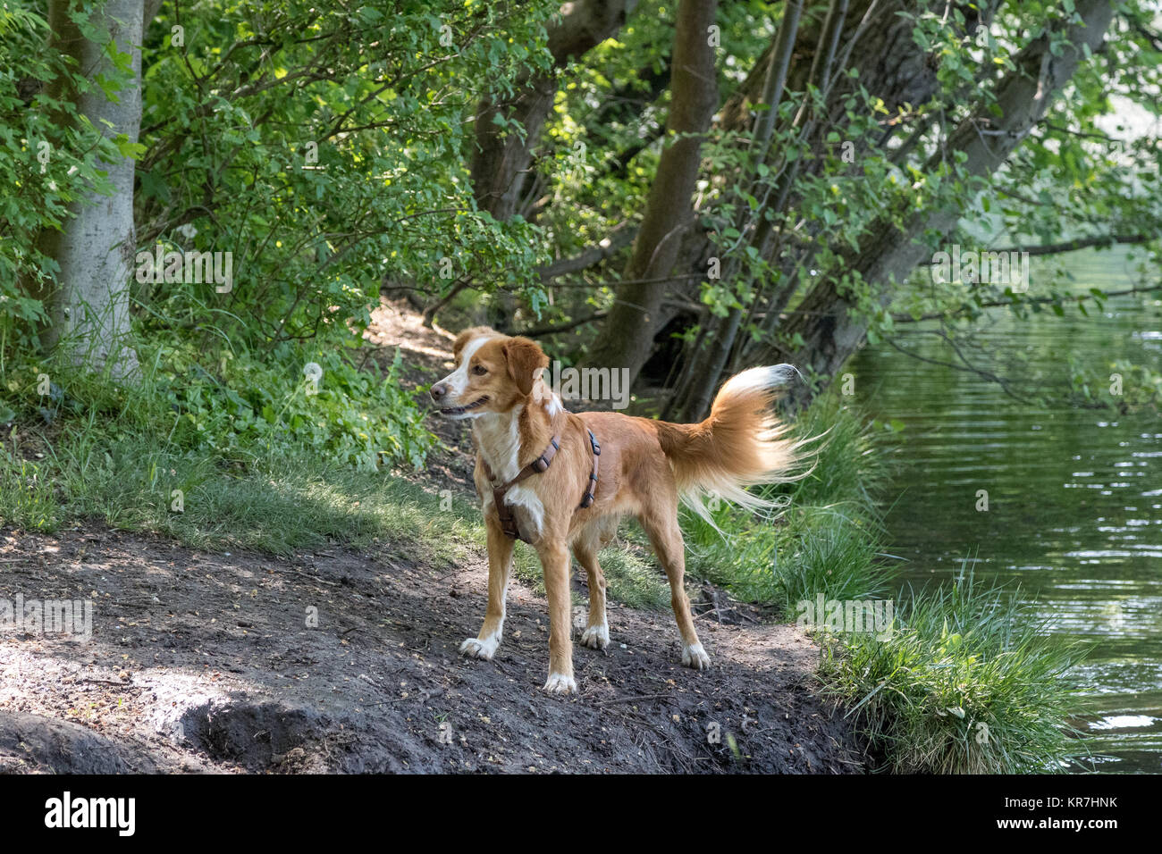 dog at lake Stock Photo - Alamy
