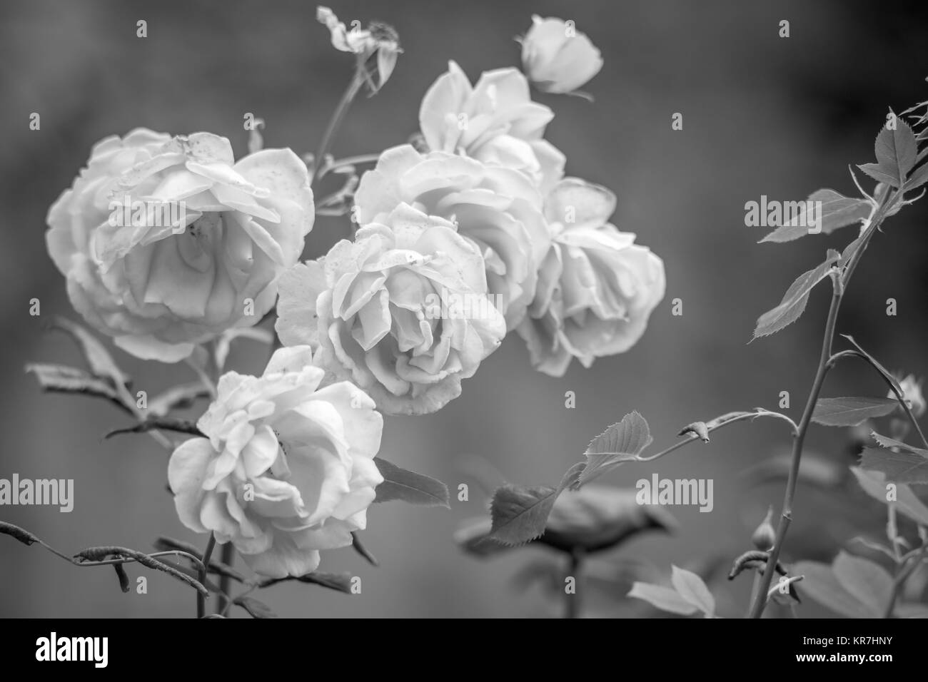 Discreet nature hi-res stock photography and images - Alamy