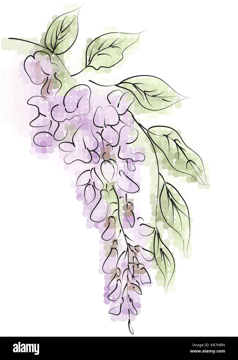 Wisteria flower illustration hi-res stock photography and images - Alamy