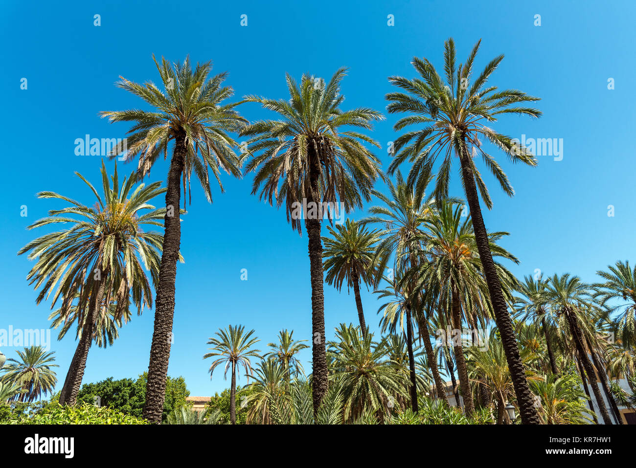 a palm grove against blue sky Stock Photo - Alamy